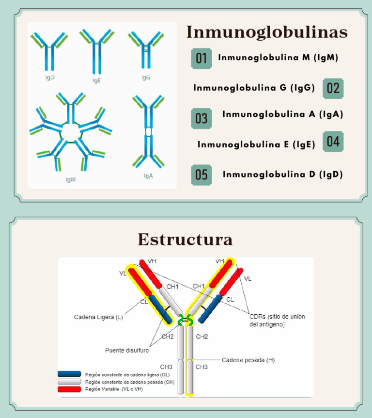 Inmunoglobulinas | PDF