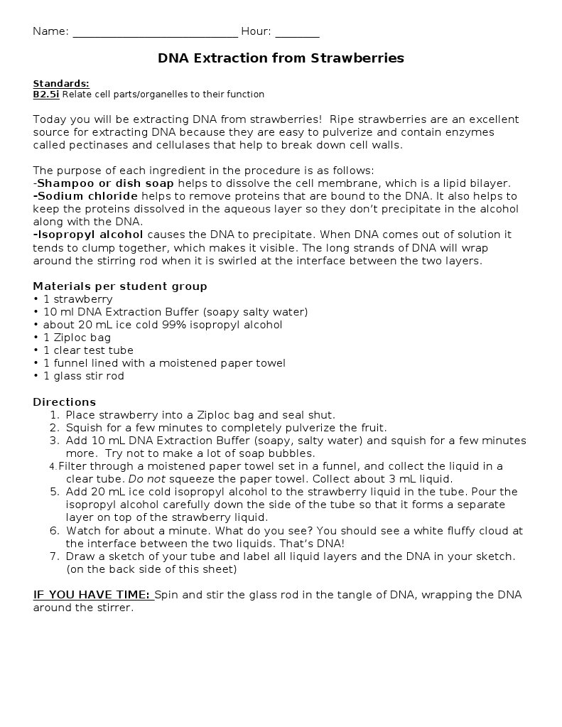 Dna Extraction Lab | PDF | Cell (Biology) | Dna