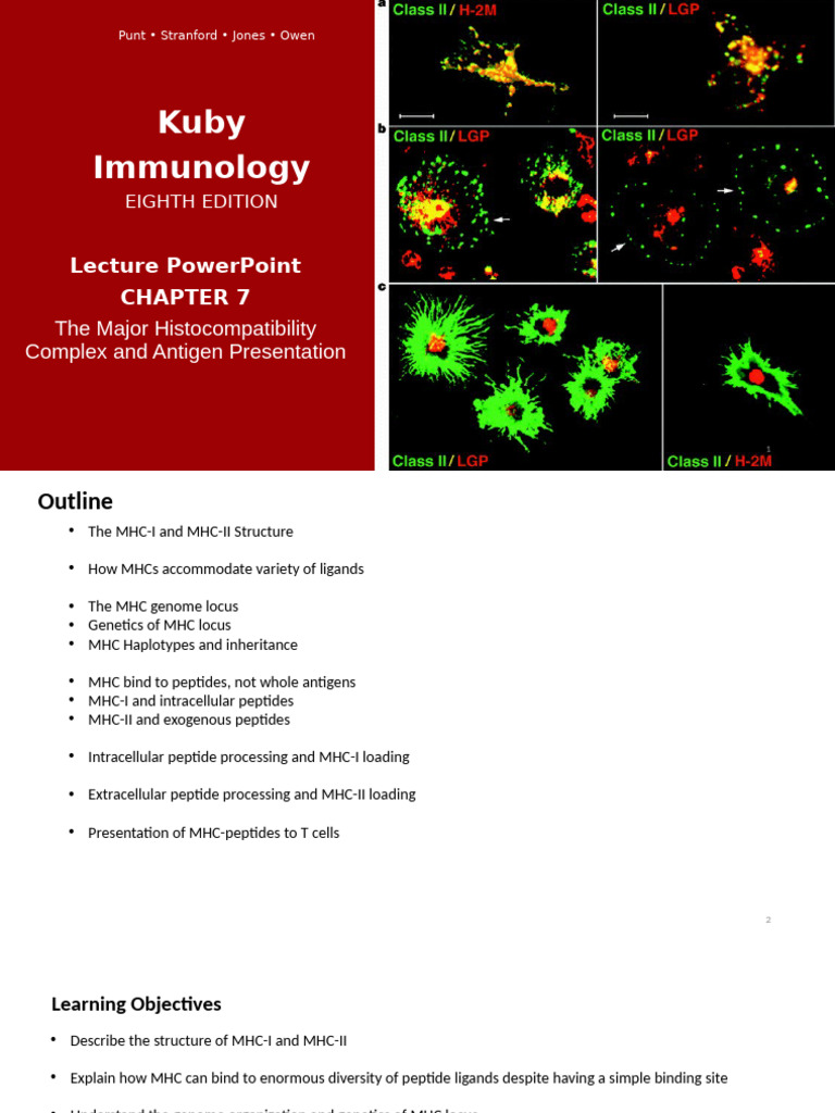 Chapter 7 Lecture Slides - D | PDF | Mhc Class I | Major Histocompatibility Complex