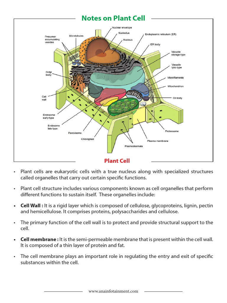 Plantcell | PDF | Cell (Biology) | Cell Nucleus