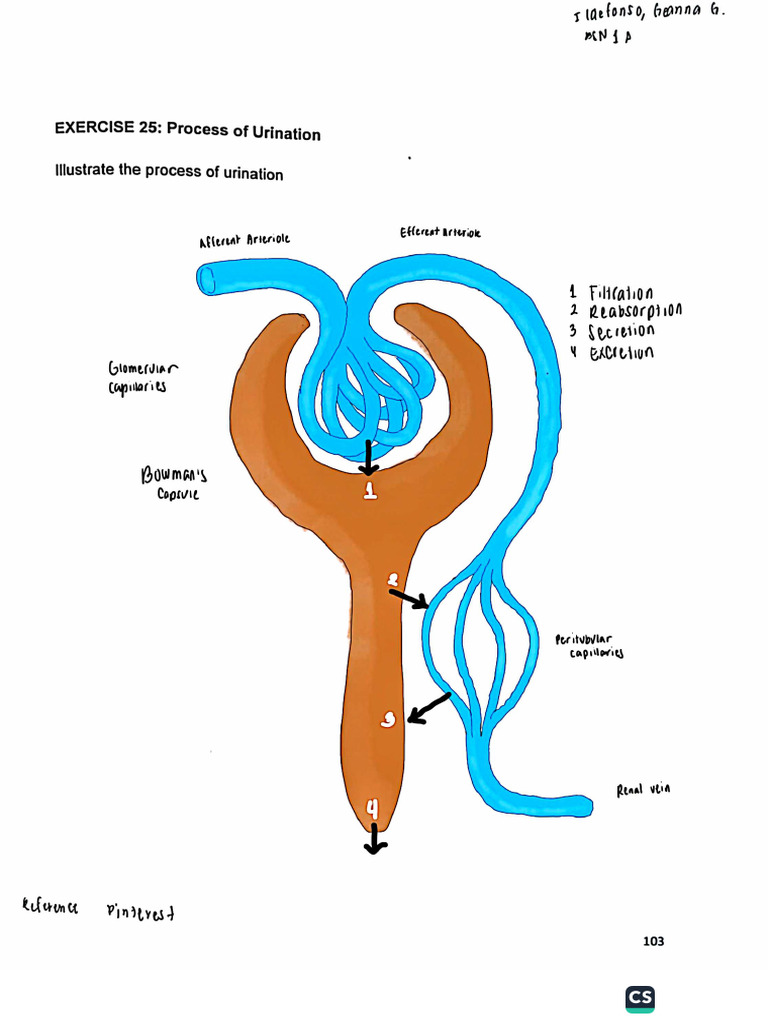 Ildefonso, Geanna Krizelle G. - EXERCISE 25 PROCESS OF URINATION | PDF