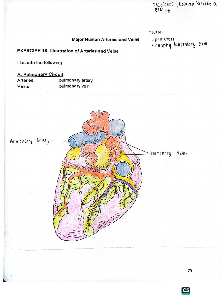 Ildefonso, Geanna Krizelle G. - EXERCISE 18 ILLUSTRATION OF ARTERIES ...