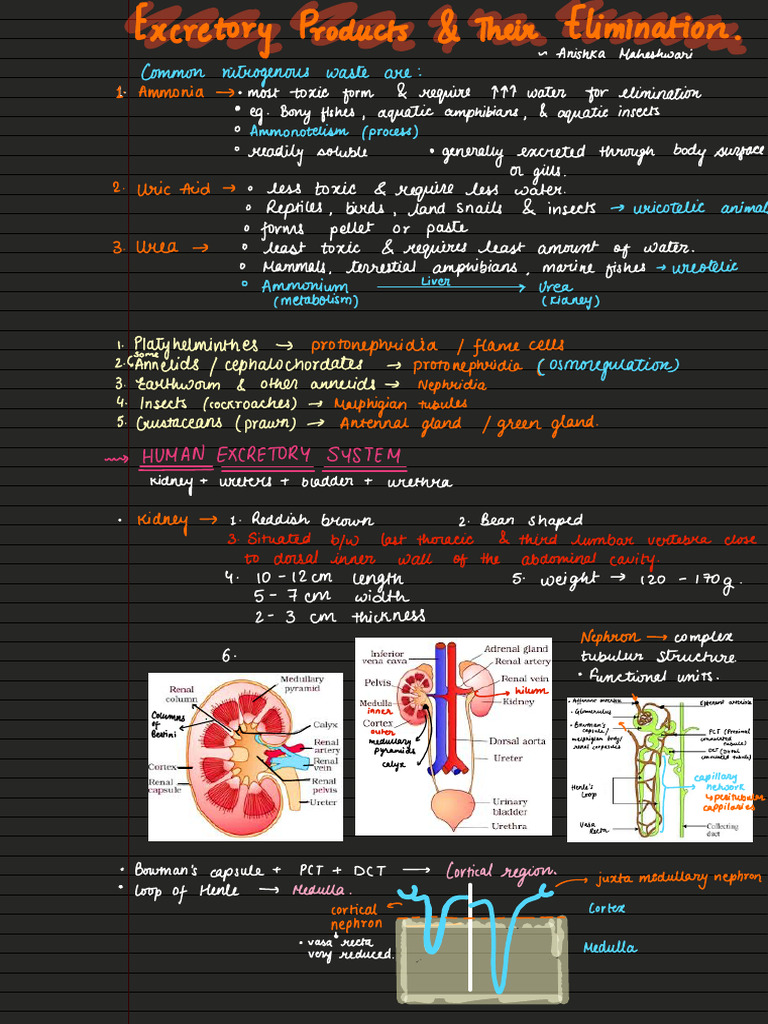 Excretion & Elimination Class 11 | PDF