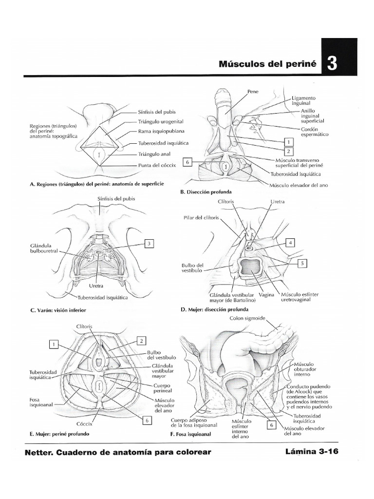 Músculos Del Periné | PDF