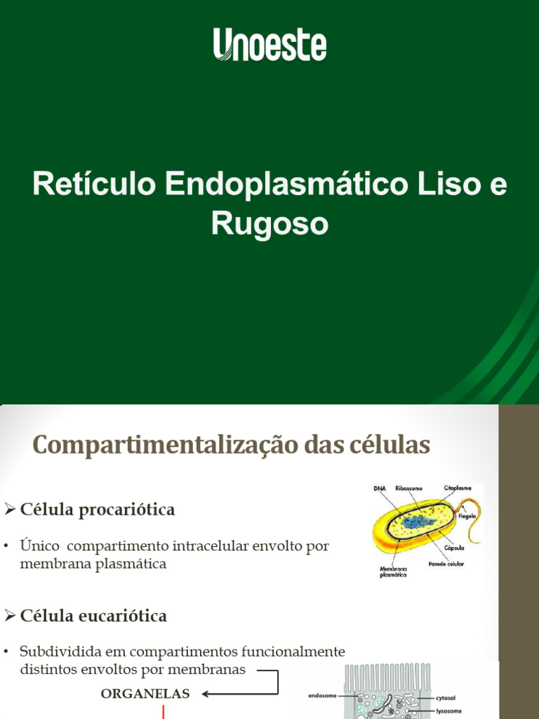 Aula 8 Reticulo Endoplasmatico Liso e Rugoso | PDF | Retículo ...