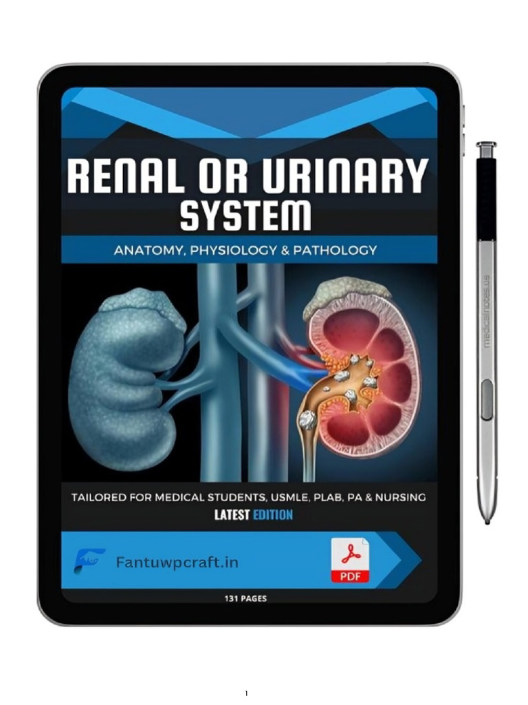 Urinary - Renal System | PDF