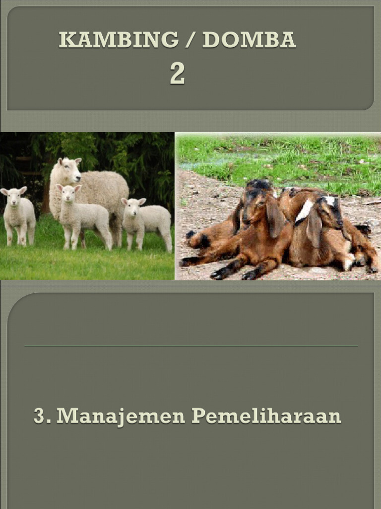 Kambing-Domba 2 | PDF