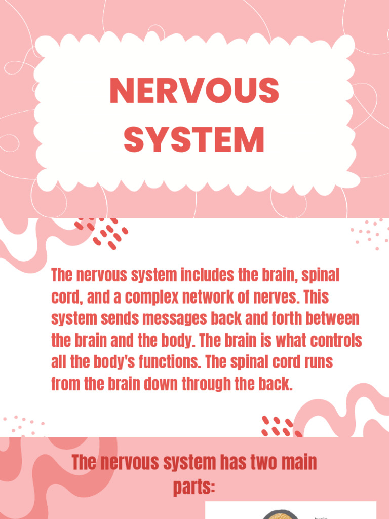 Nervous System Overview and Diagram | PDF | Nervous System | Central ...