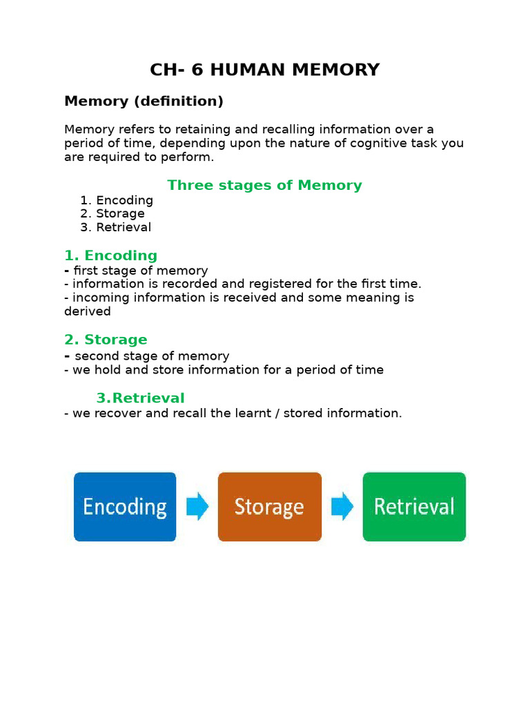 Human Memory Notes SP Ed | PDF | Memory | Long Term Memory