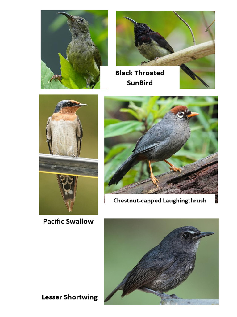 Bird Species | PDF | Birds | Ornithology