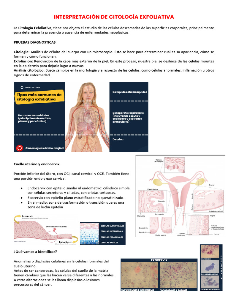 Interpretación de Citología Exfoliativa | PDF