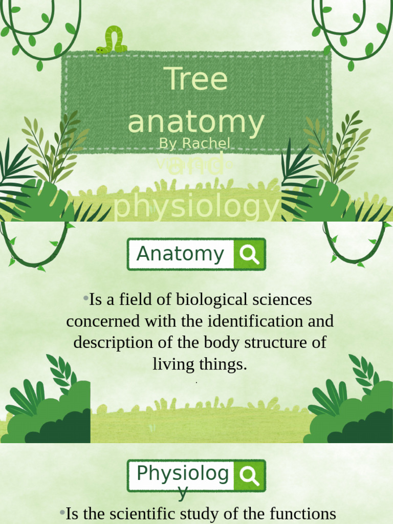 Tree Anatomy and Physiology1 | PDF | Trees | Leaf