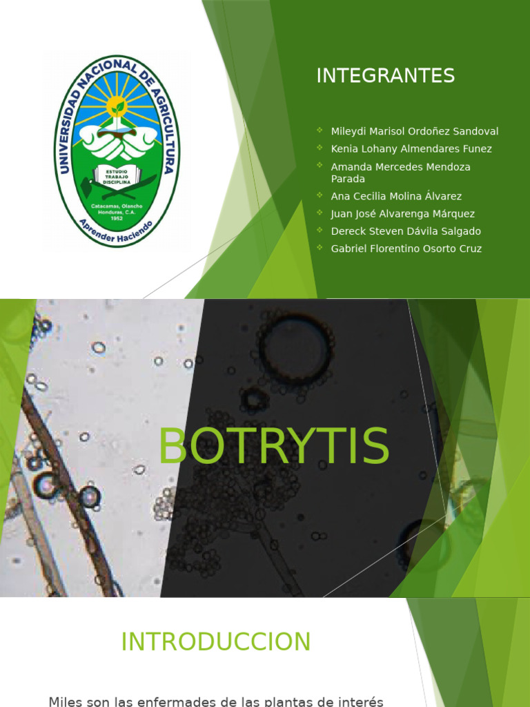BOTRYTIS | PDF | Agricultura
