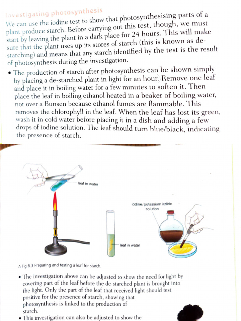 BA Investigatigation | PDF | Photosynthesis | Leaf