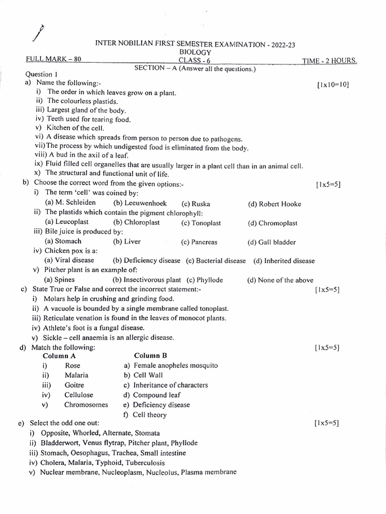 Class 6... Ist Sem (2022-23 Questions of All Subjects) | PDF | Leaf ...