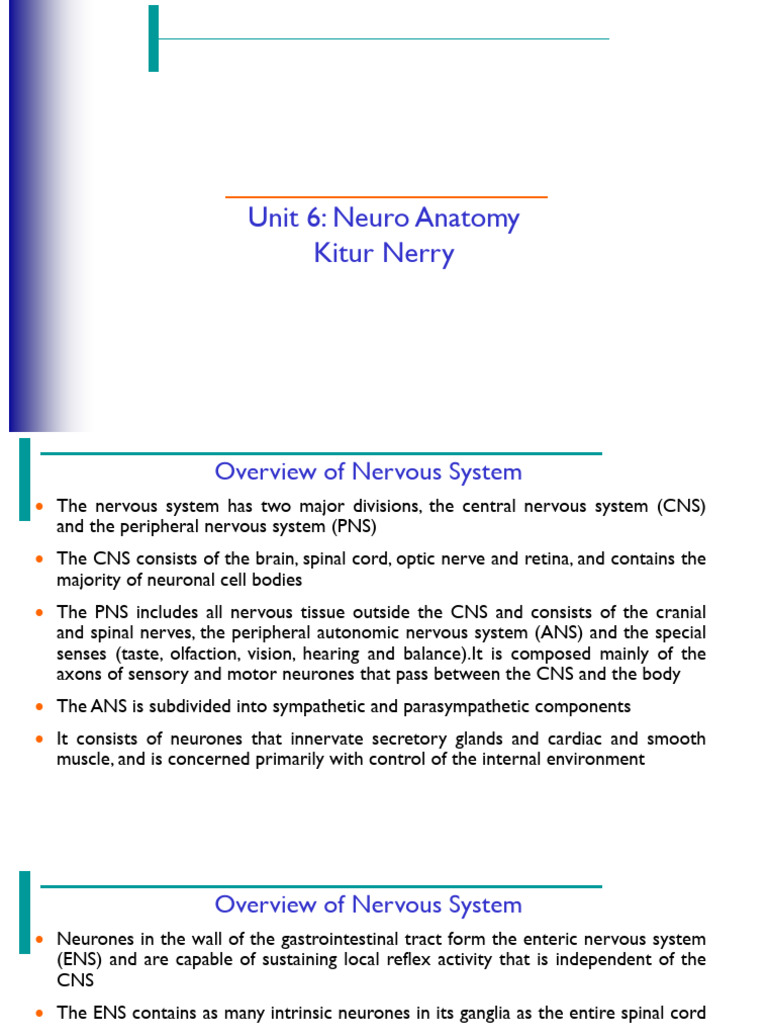 Unit 6 Neuroanatomy | PDF | Brainstem | Basal Ganglia