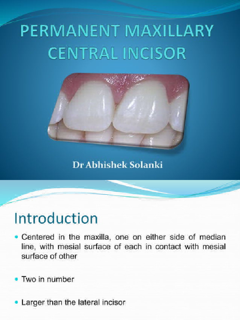 Permanent Maxillary Central Incisor | PDF