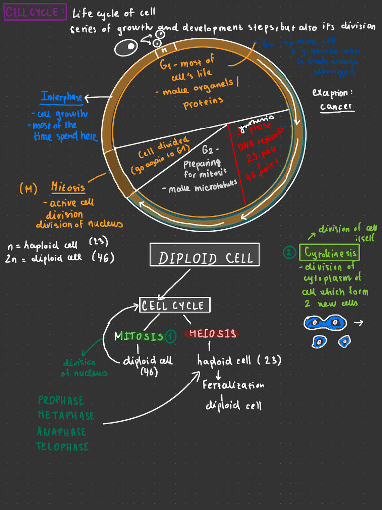 Cell Division, Cell Cycle and Cell Transport | PDF | Mitosis | Cell Cycle
