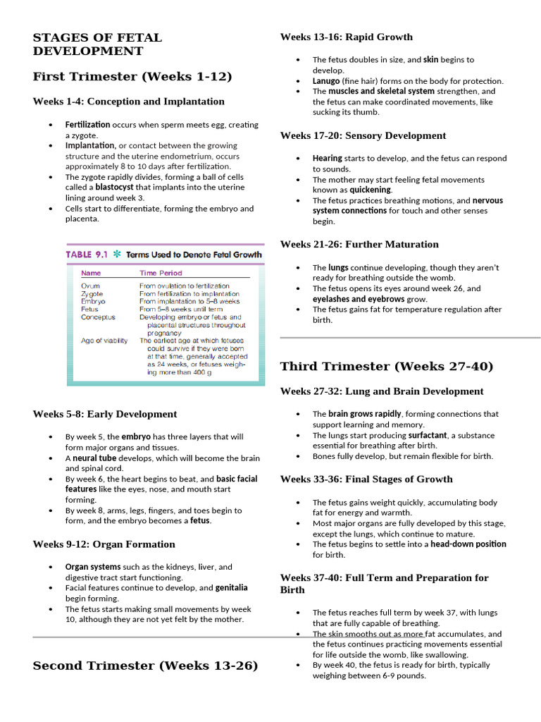 Stages of Fetal Development | PDF | Childbirth | Fetus