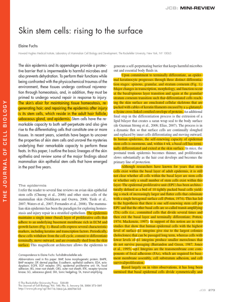 Skin Stem Cells | PDF | Epidermis | Epidermal Growth Factor Receptor