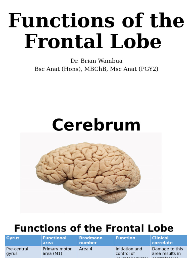 Frontal Lobe of The Brain | PDF | Frontal Lobe | Cerebral Cortex
