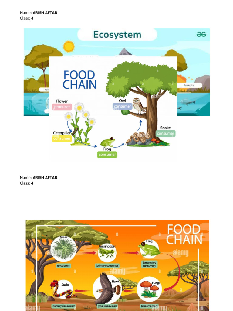 Ecosystem and Food Chain 256 | PDF