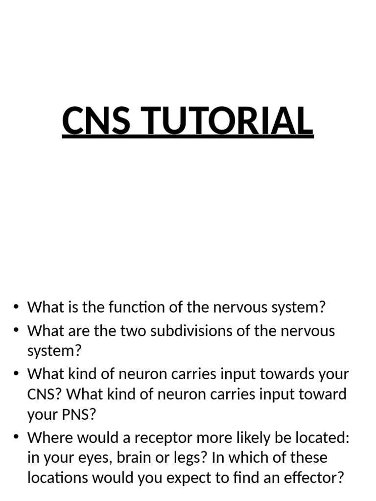 CNS Tutorial | PDF | Cerebral Cortex | Chemical Synapse
