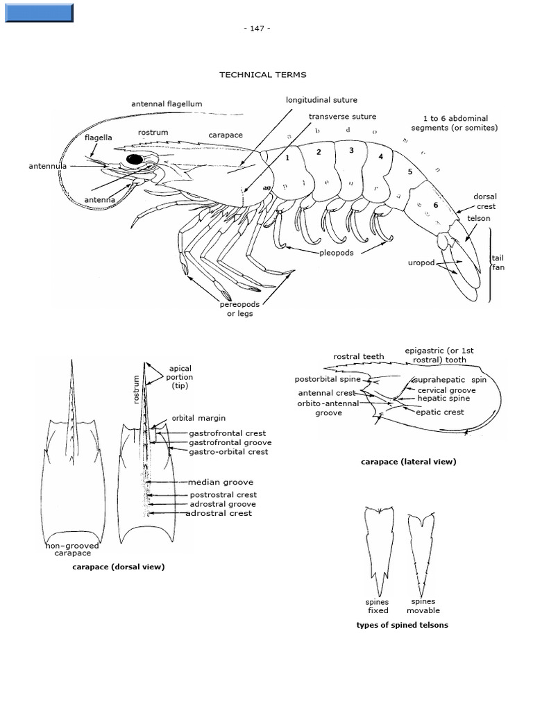 Shrimp Structure | PDF | Shrimp | Fishing Industry