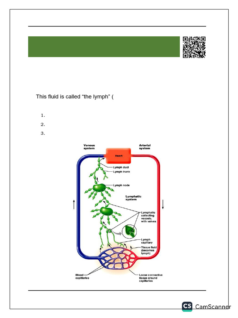 Lymphatic System Overview | PDF | Lymphatic System | Lymph