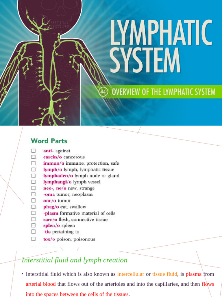 The Lymphatic System | PDF | Lymph | Lymphatic System