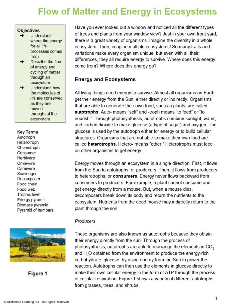 Flow of Matter and Energy in Ecosystems | PDF | Food Web | Ecosystem
