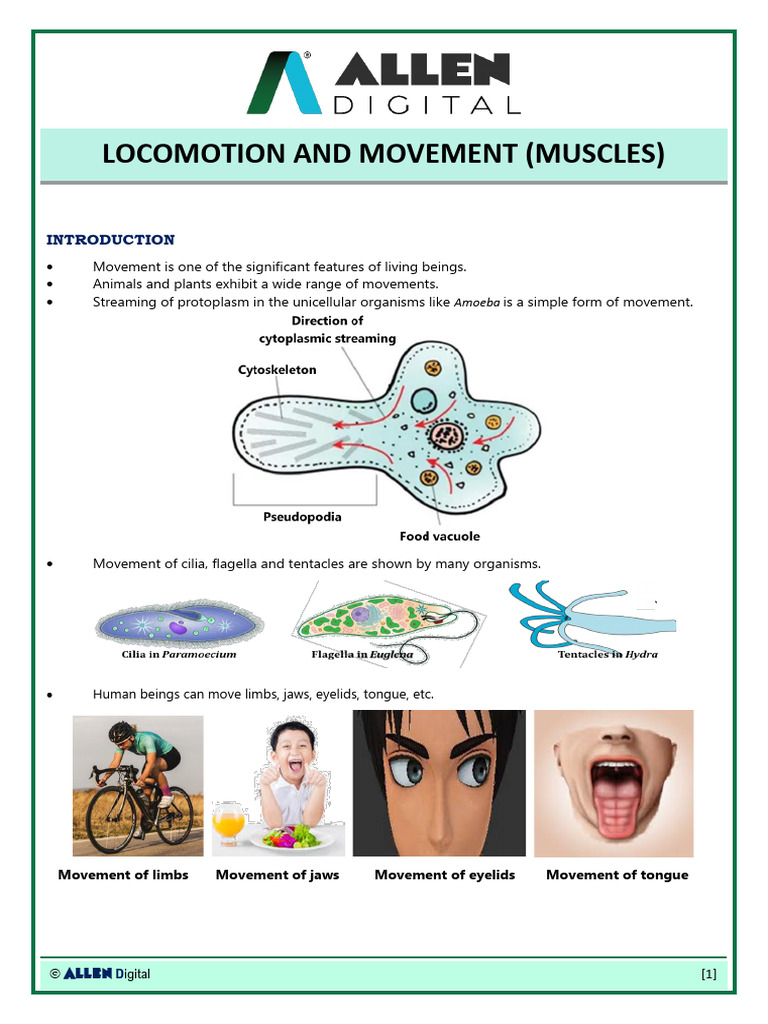 Sheet All Part | PDF | Muscle Contraction | Muscle