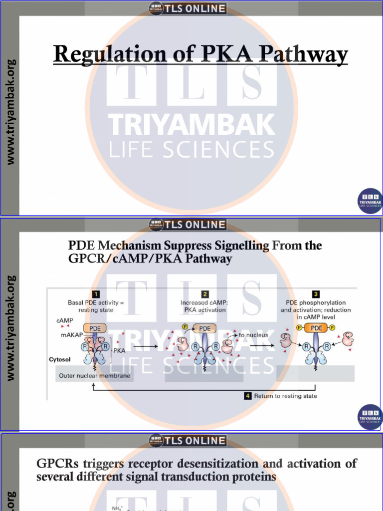 Regulation of Gocr | PDF