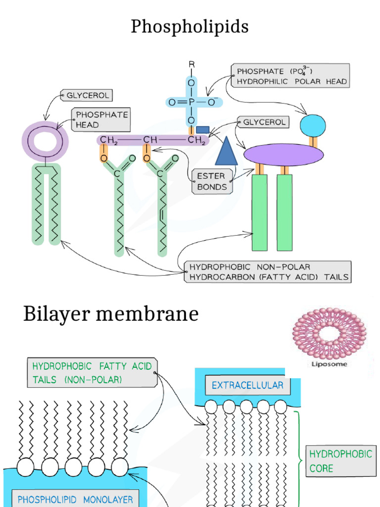 Cell Membrane & Diffusion Basics | PDF