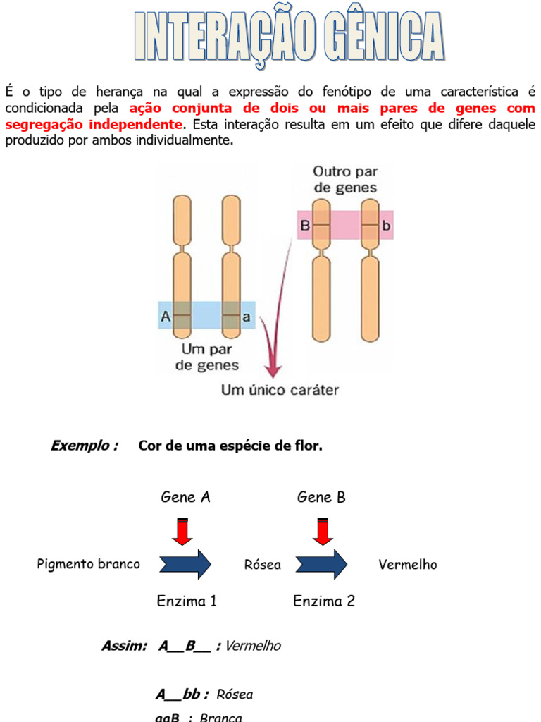 Interacao-Genica - 2EM - Simples Ou Complementar | PDF | Epistasia | Gene