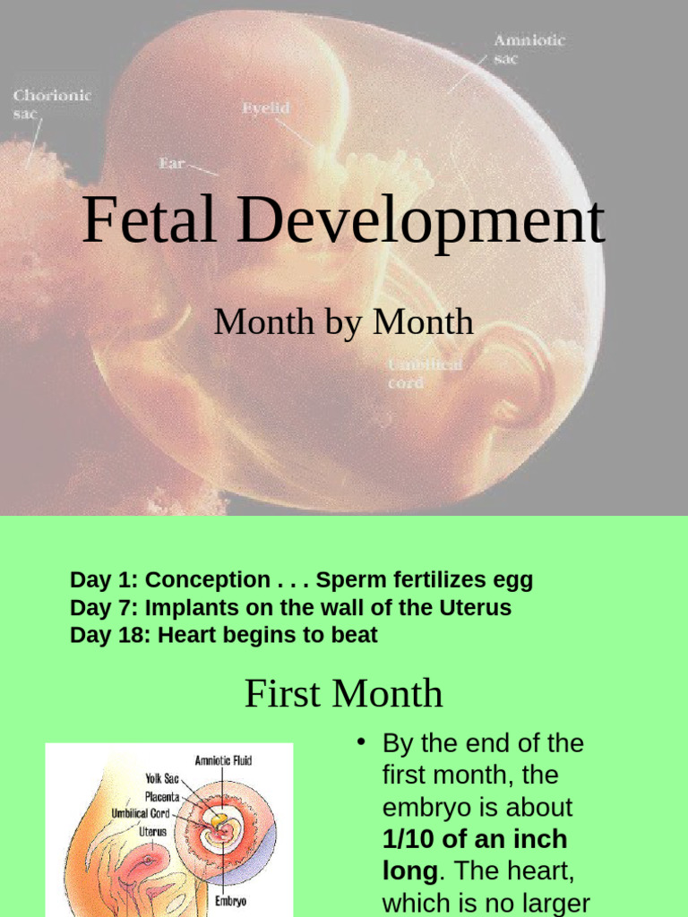 Month-by-Month Fetal Development Guide | PDF | Fetus | Prenatal Development