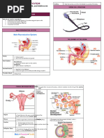(Anatomy & Physiology Lecture) REPRODUCTIVE SYSTEM NOTES | PDF | Uterus ...