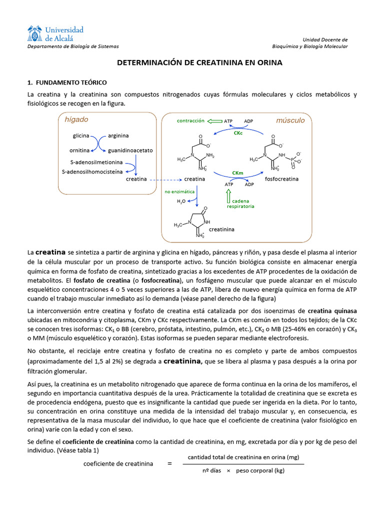 Creatinina en Orina: Método Jaffe | PDF | Trifosfato de adenosina