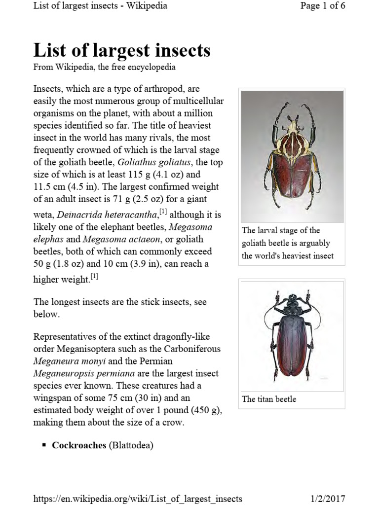 List of Largest Insects-2017 | PDF | Beetle | Insects