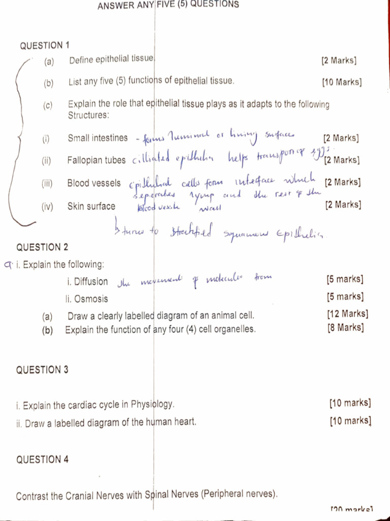 Anatomy Question Paper | PDF | Anatomy | Morphology (Biology)