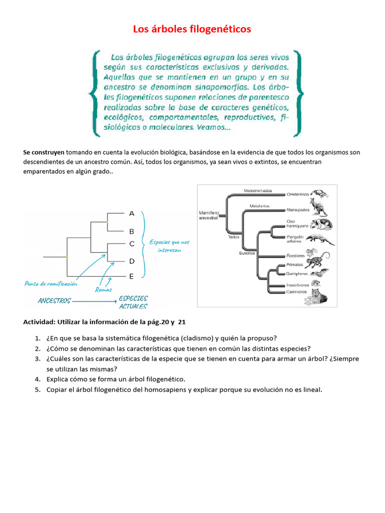 Los Rboles Filogen Ticos | PDF