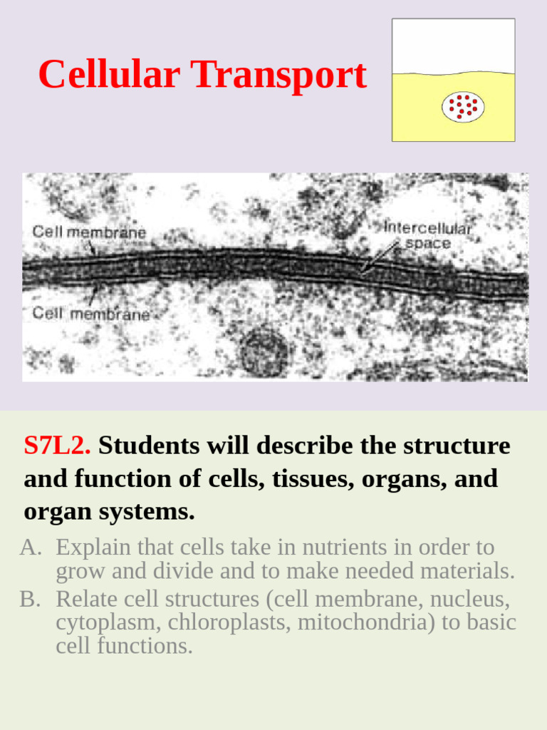 Cell Transport Powerpoint | PDF | Cell Membrane | Osmosis