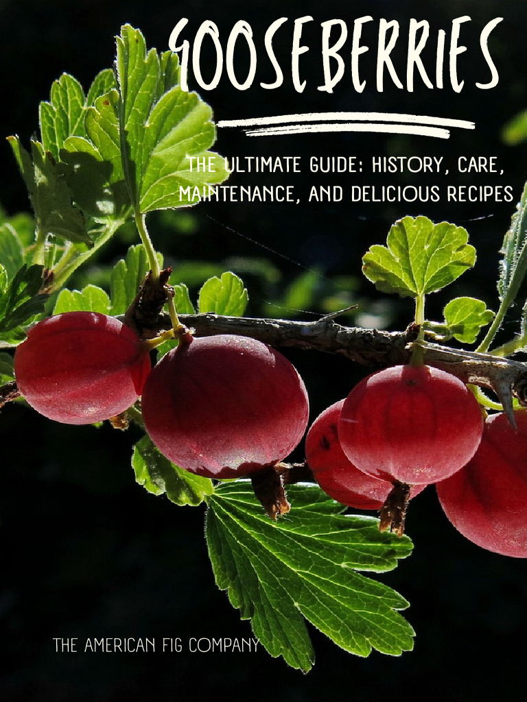 The Ultimate Gooseberry Guide History, Care, Maintenance, and Delicious ...