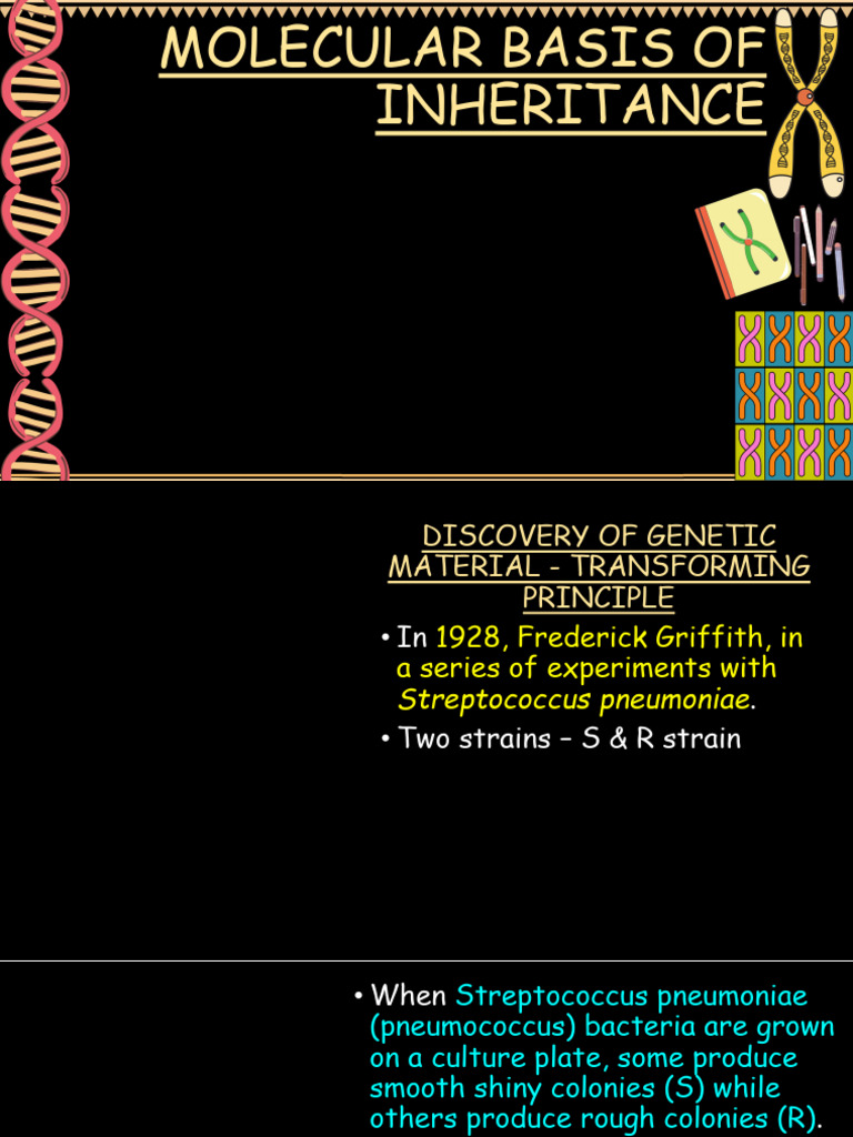 Molecular Basis of Inheritance Notes | PDF | Operon | Translation (Biology)