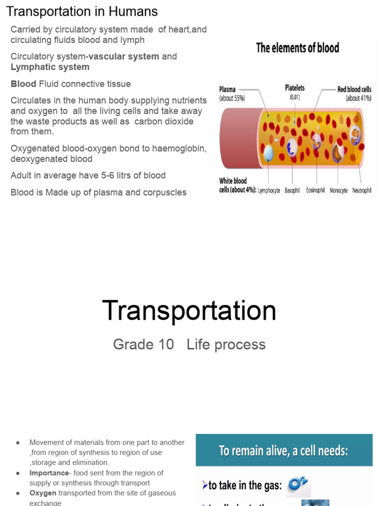 Transportation G10 | PDF | Blood | Red Blood Cell