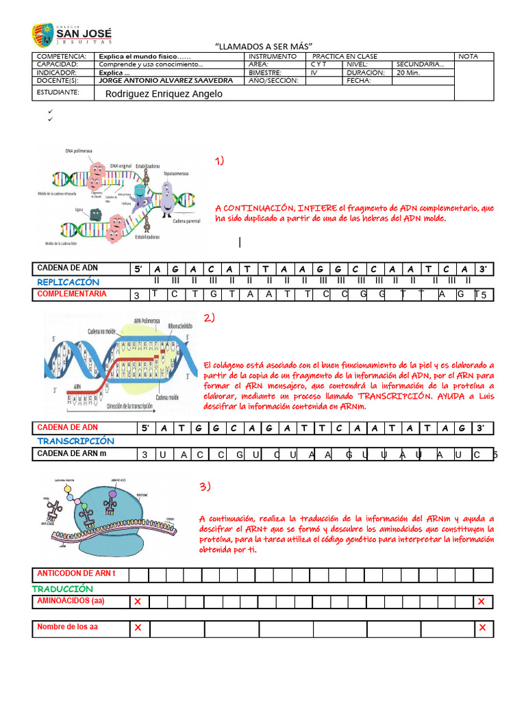 Practica Replicación, Transcripción y Traducción de Adn. | PDF