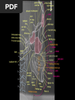 Brain Parts & Mnemonics Guide | PDF | Cerebral Hemisphere | Cerebral Cortex