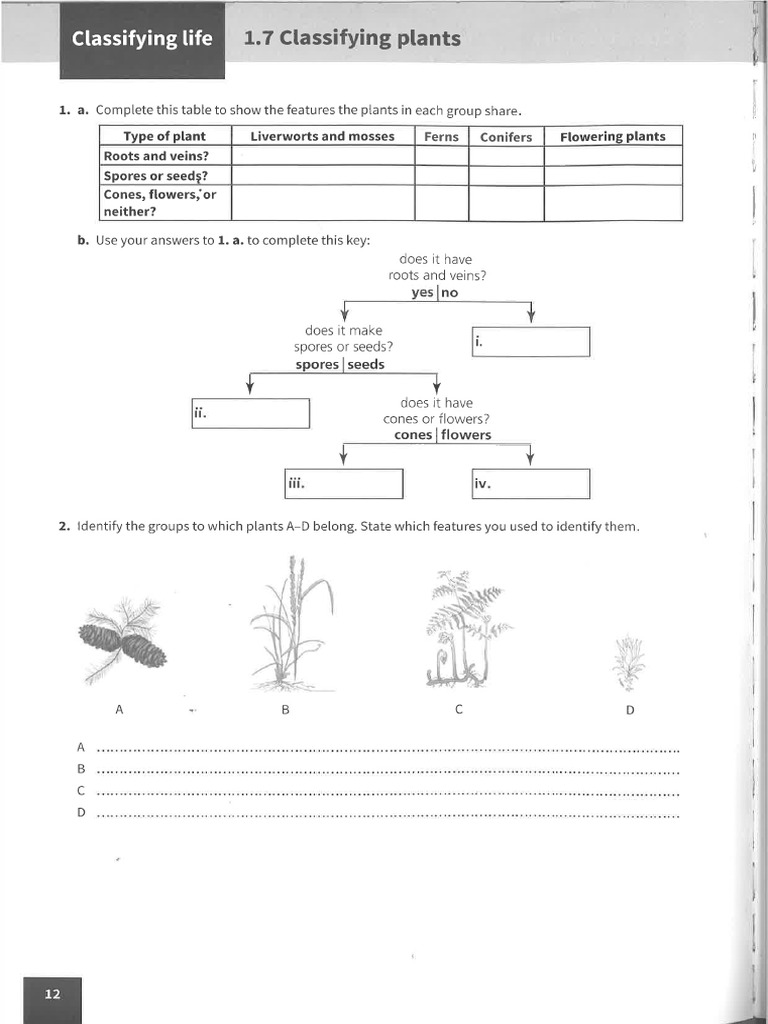 Classifying Plants | PDF