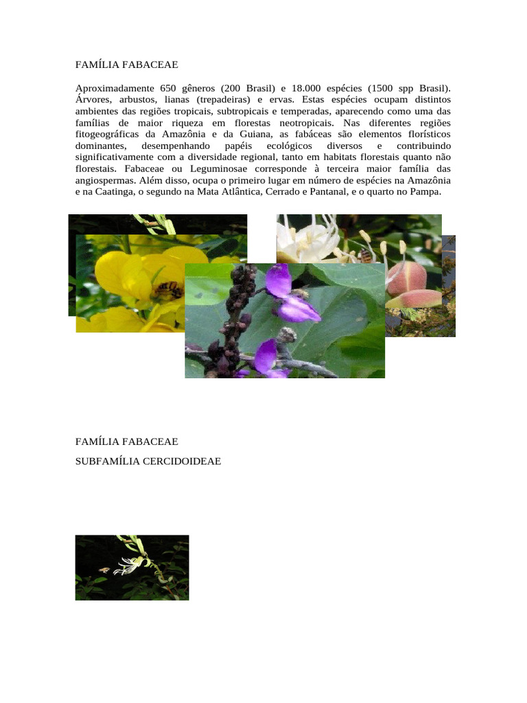 Família Fabaceae | PDF