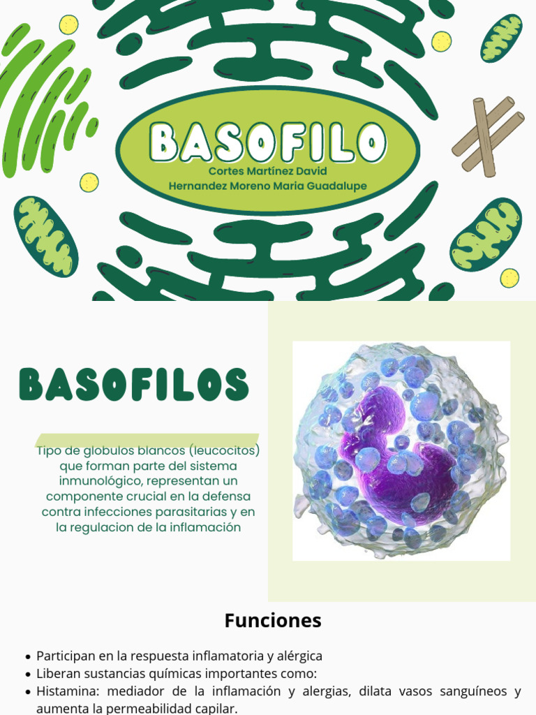 Basofilos | PDF | Leucocito | Inflamación
